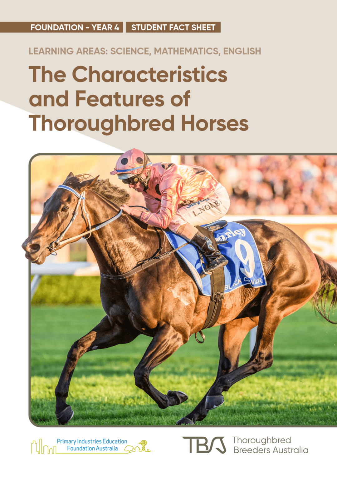 The Characteristics and Features of Thoroughbred Horses - TBA Schools