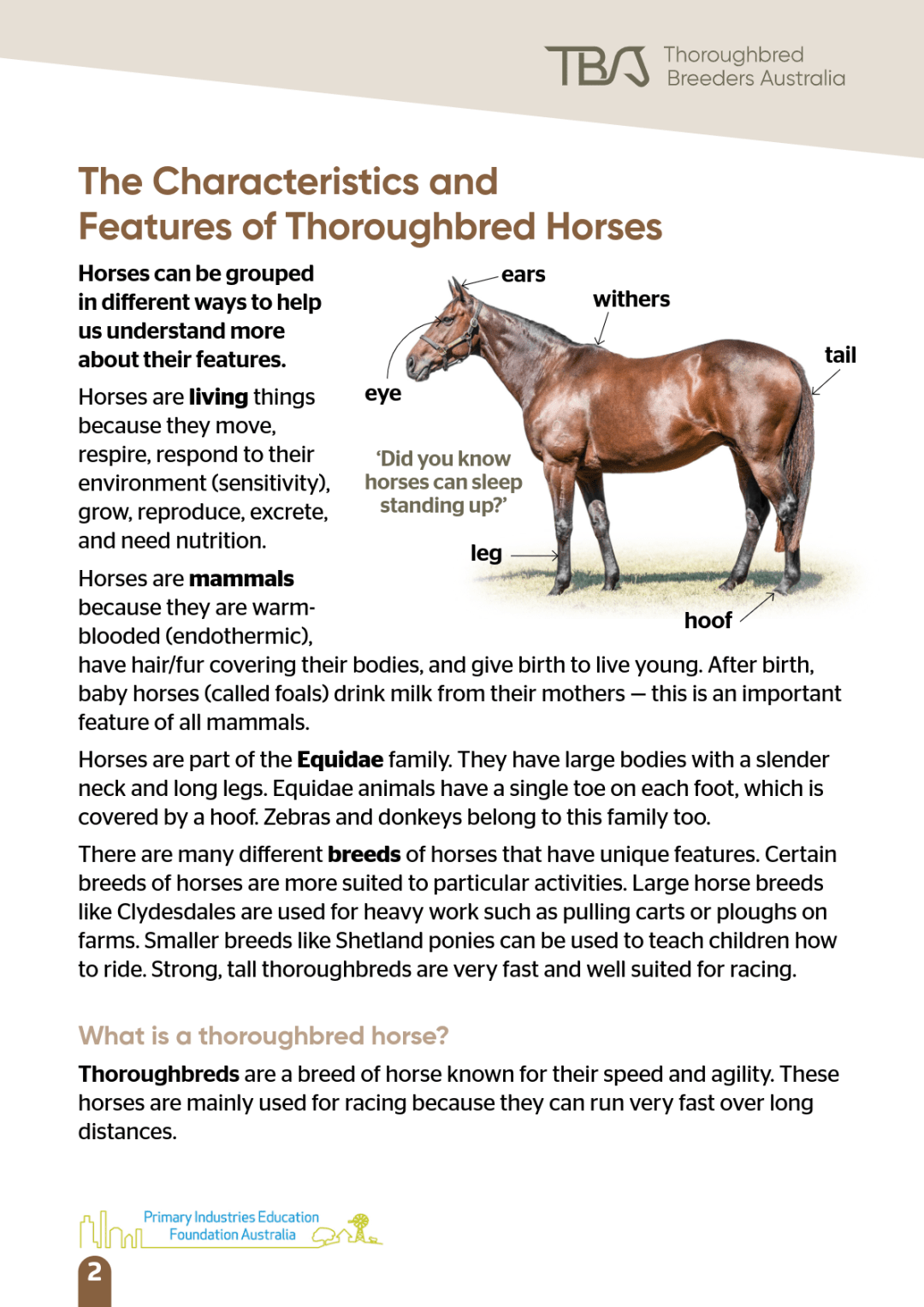 The Characteristics and Features of Thoroughbred Horses - TBA Schools